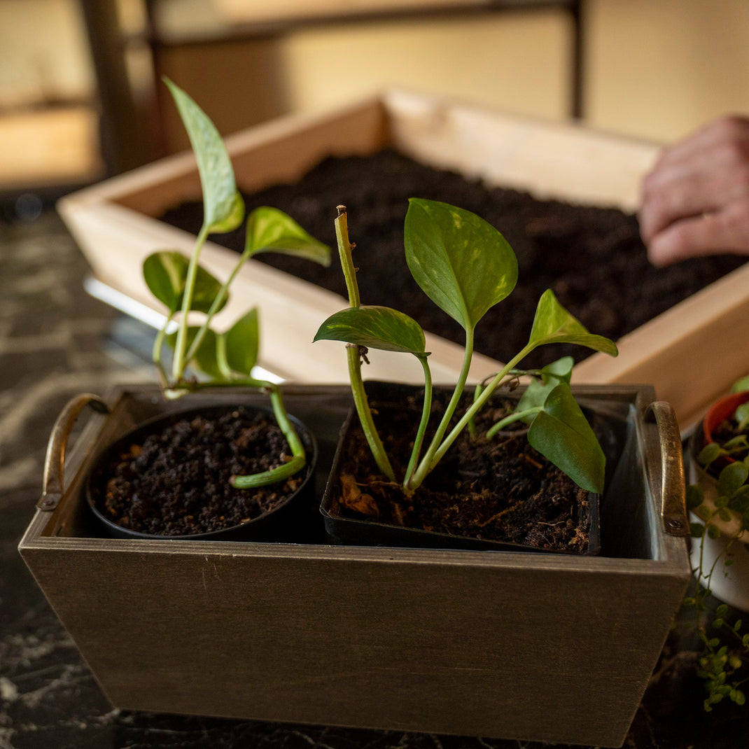A beautiful, plastic free, cedar worm farm made in Canada – The Box Of Life