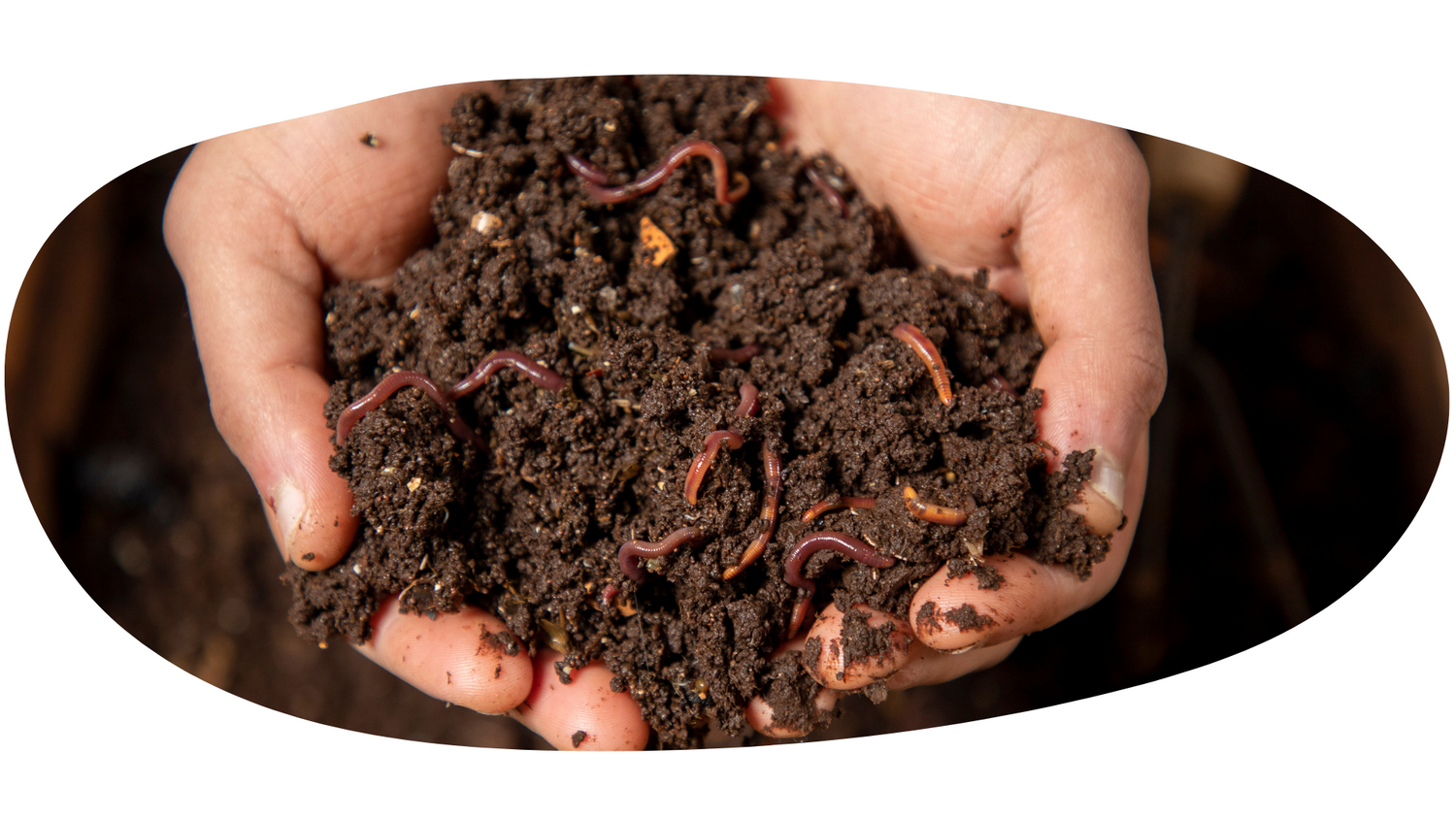 The Box of Life | A Beautiful Home Composting Solution – The Box Of ...